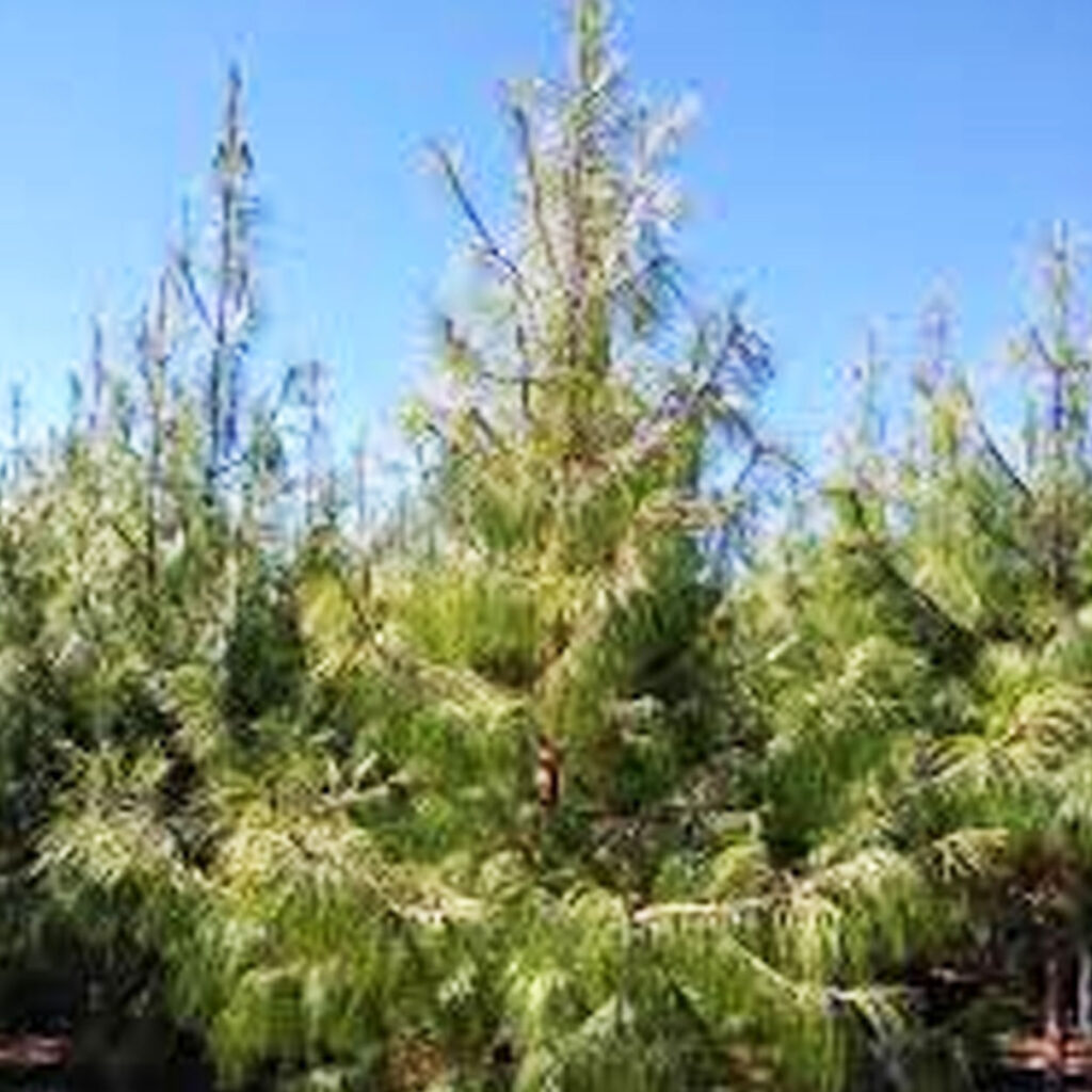 OCOTE CHICO – Vivero El Encanto