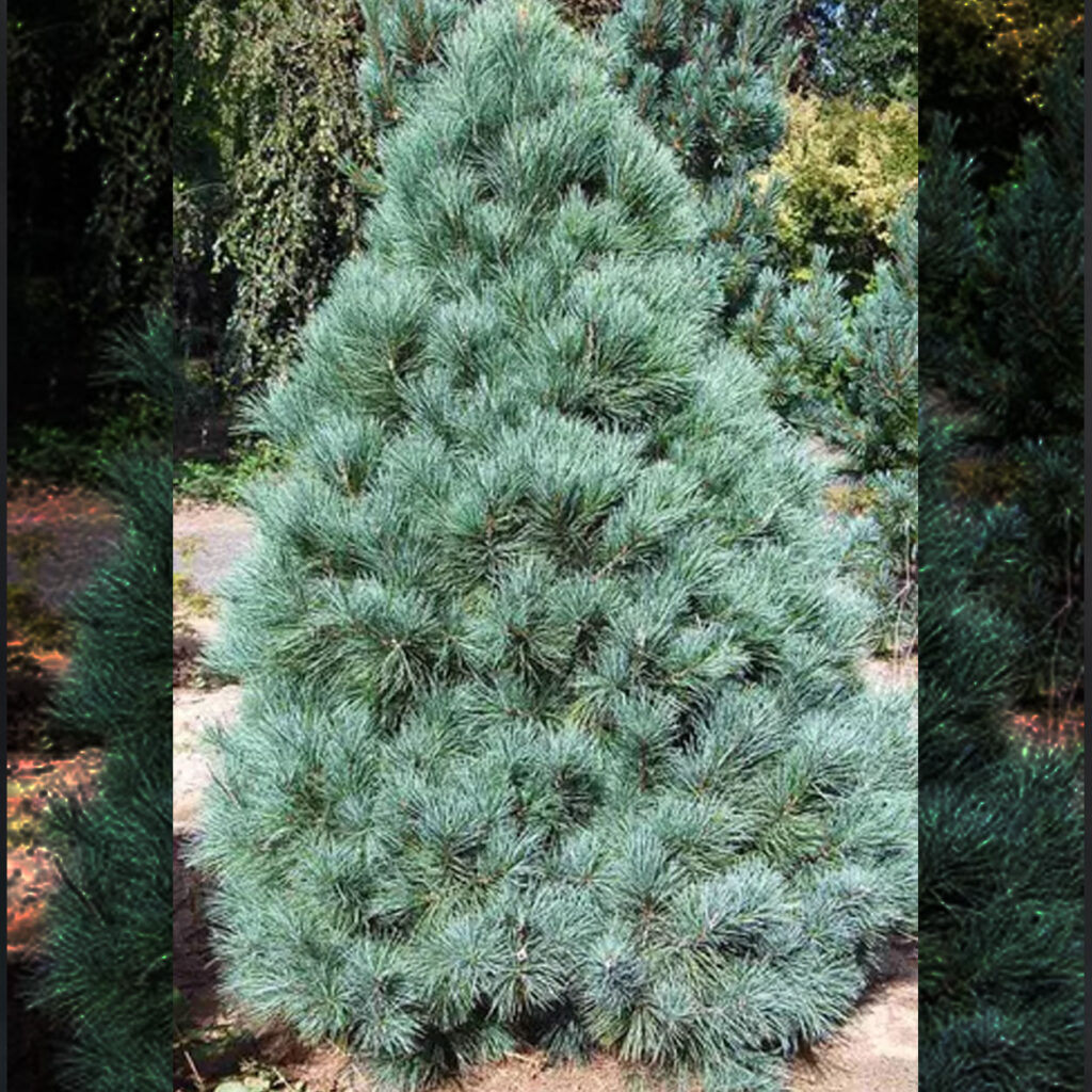 PINO AZUL AYACAHUITE – Vivero El Encanto