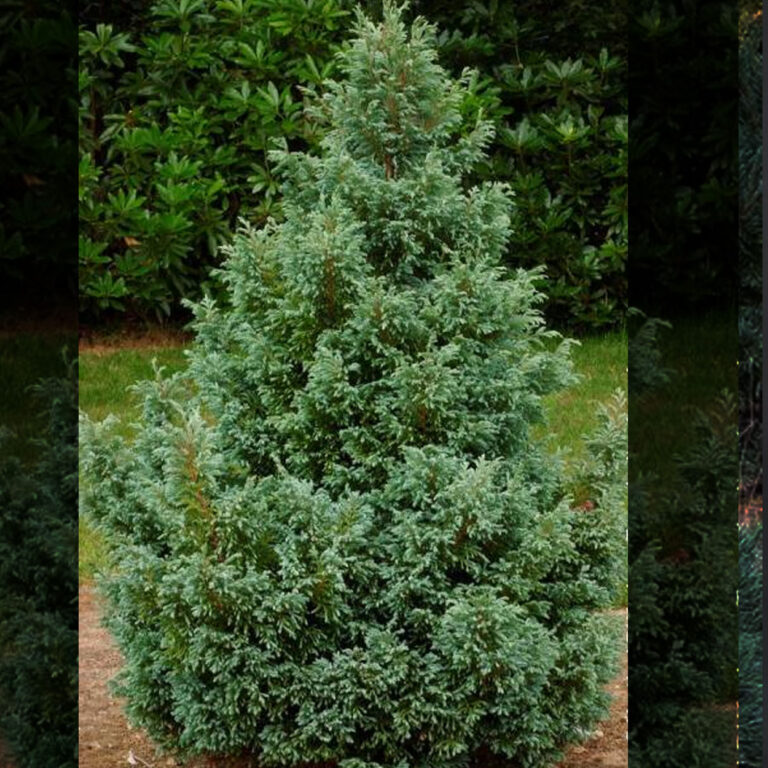 Pinos – Vivero El Encanto