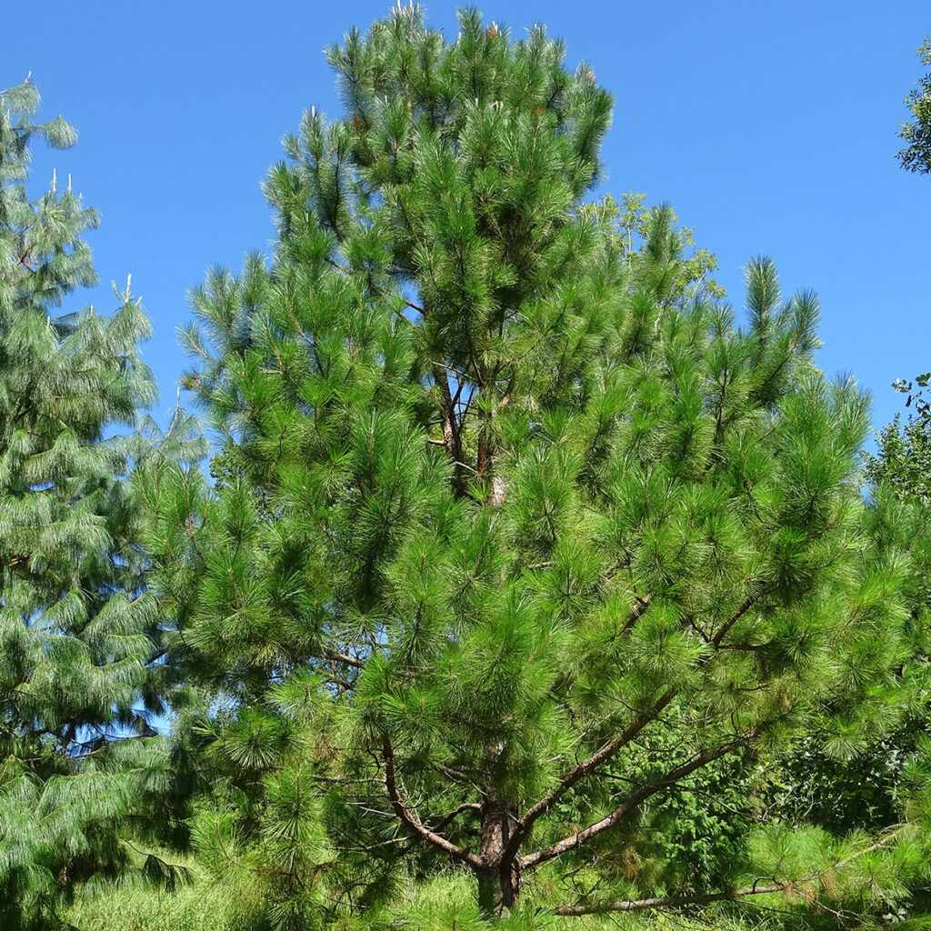 PINO TEOCOTE – Vivero El Encanto