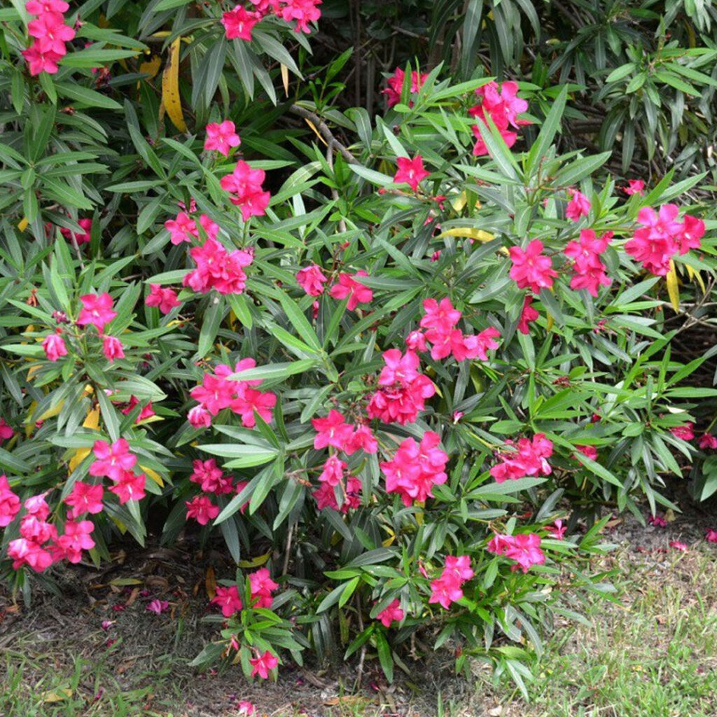 Catálogo – Vivero El Encanto