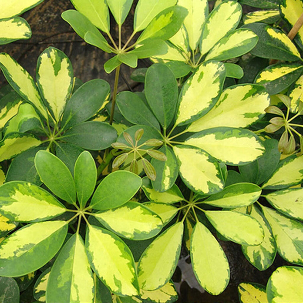 ARALEA GOLDEN – Vivero El Encanto