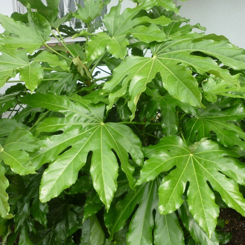 Arbustos – Vivero El Encanto