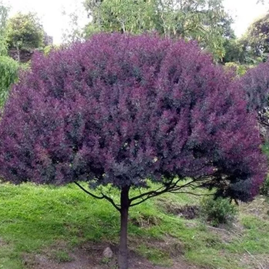 Catálogo – Vivero El Encanto