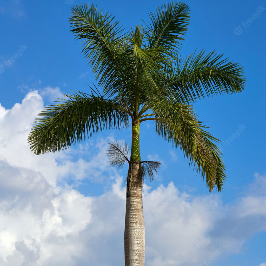 PALMA REAL – Vivero El Encanto