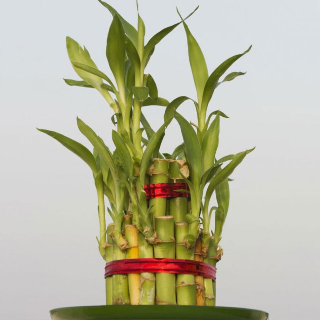 BAMBU ACUATICO VARIAS PIEZAS – Vivero El Encanto