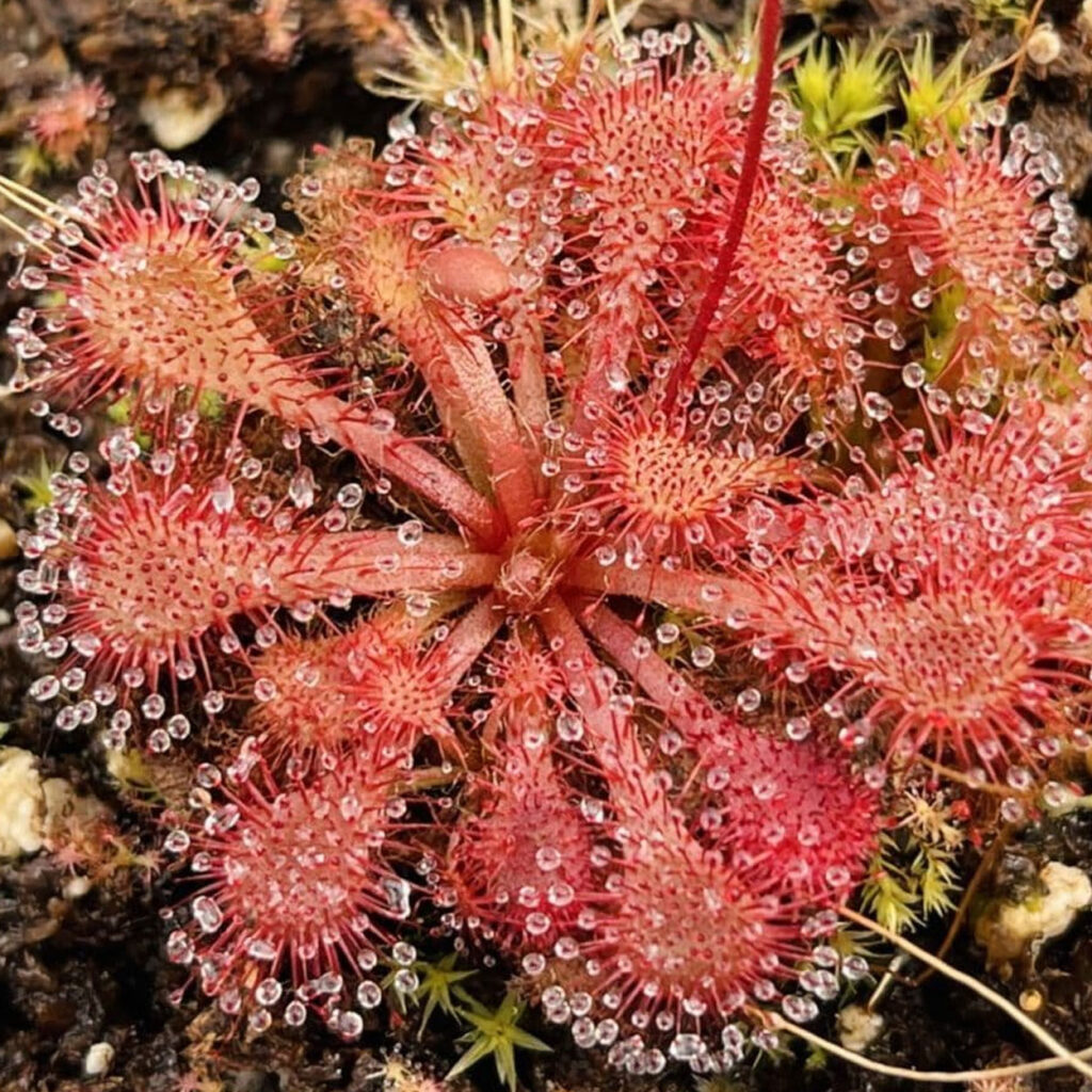 DROSERA SPATULATA 3″ – Vivero El Encanto