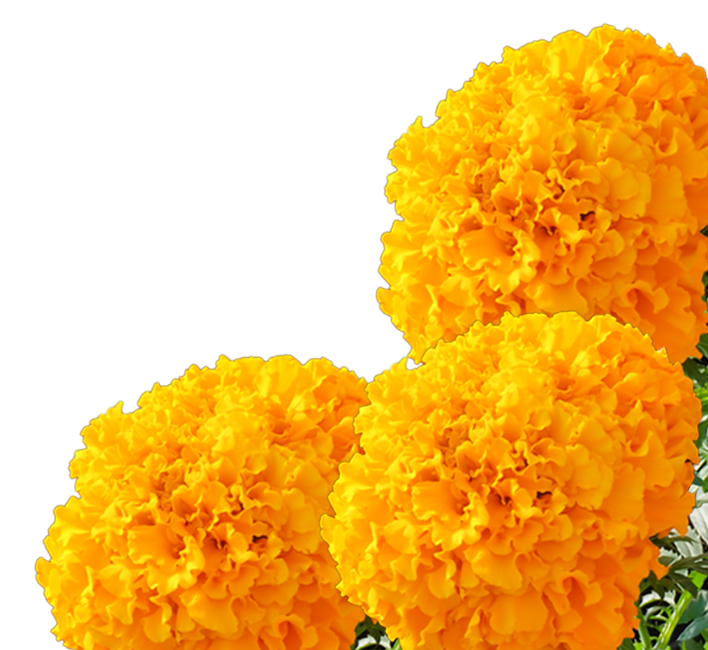 Vivero El Encanto – Somos el Encanto de tu Vida