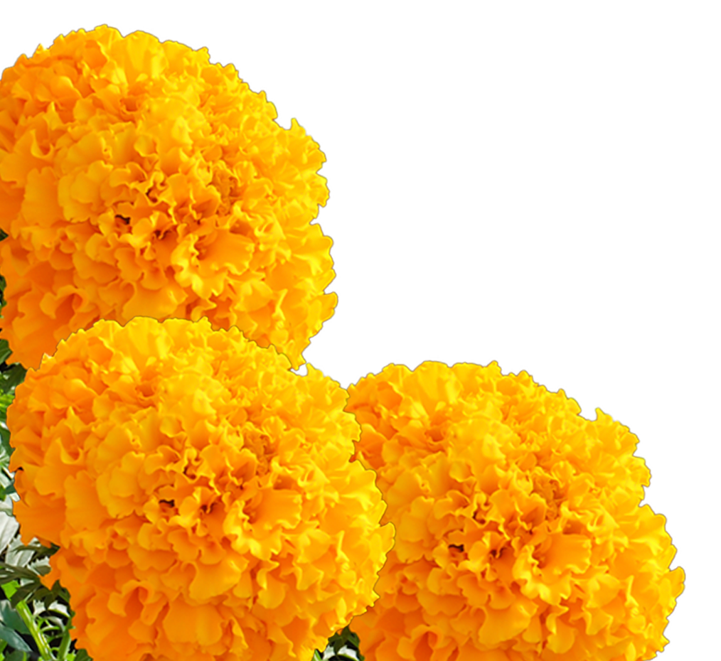 Vivero El Encanto – Somos el Encanto de tu Vida